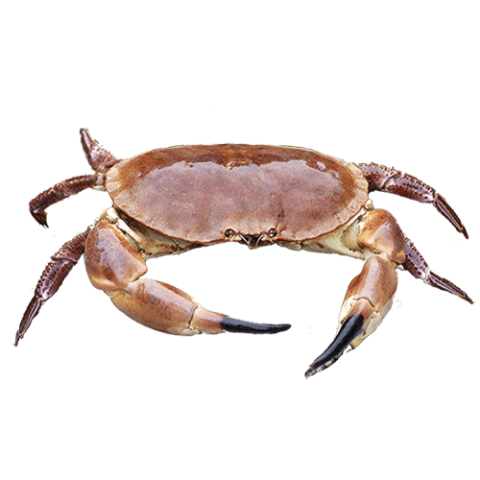 Tourteau vivant - Poissonnerie Schaller - Metz